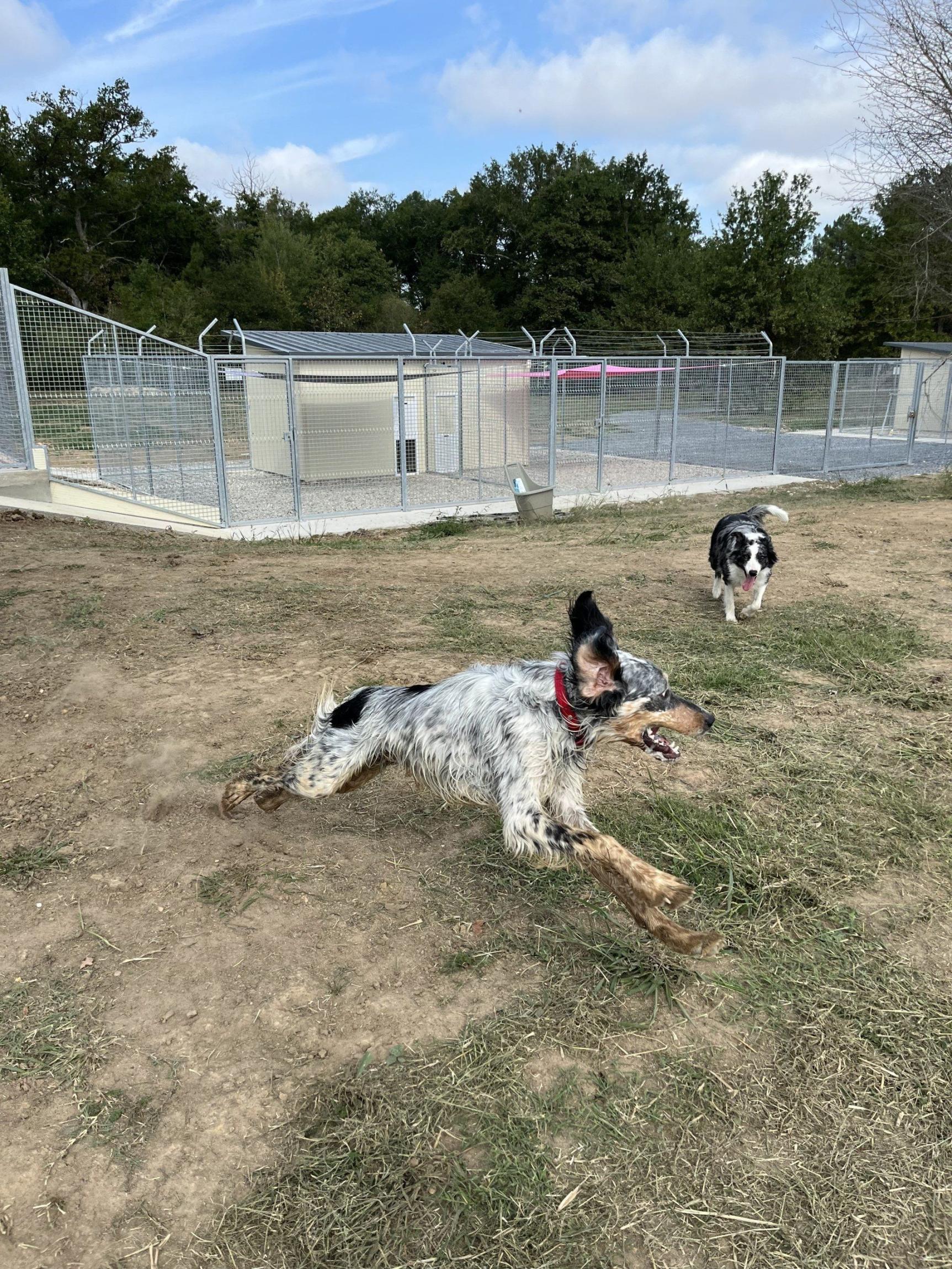 Contactez votre centre canin et félin à Mazères - Centre Canin Mas Dog